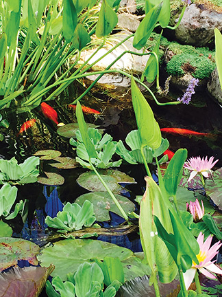 pond | Hardware Retailing